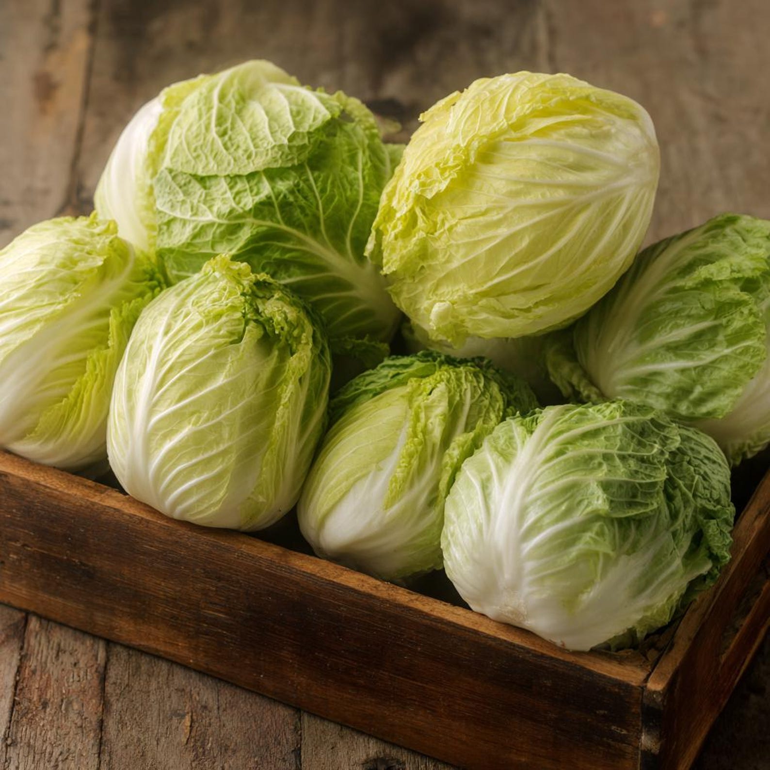 Mini Kisaku Napa Cabbage 50 Seeds – Compact Chinese Cabbage for ...