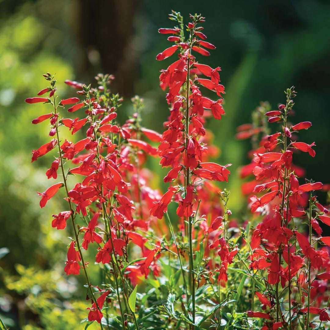 Firecracker Penstemon 100 Seeds | Eaton's Penstemon for Pollinator ...