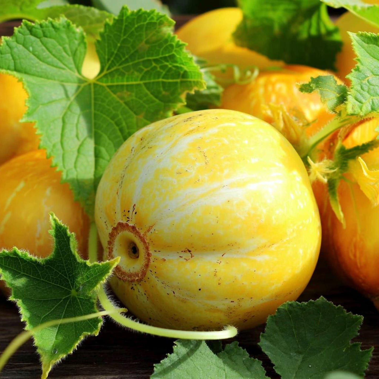 Lemon Cucumber 30 Seeds – Cucumis Sativus | Unique Round Yellow ...