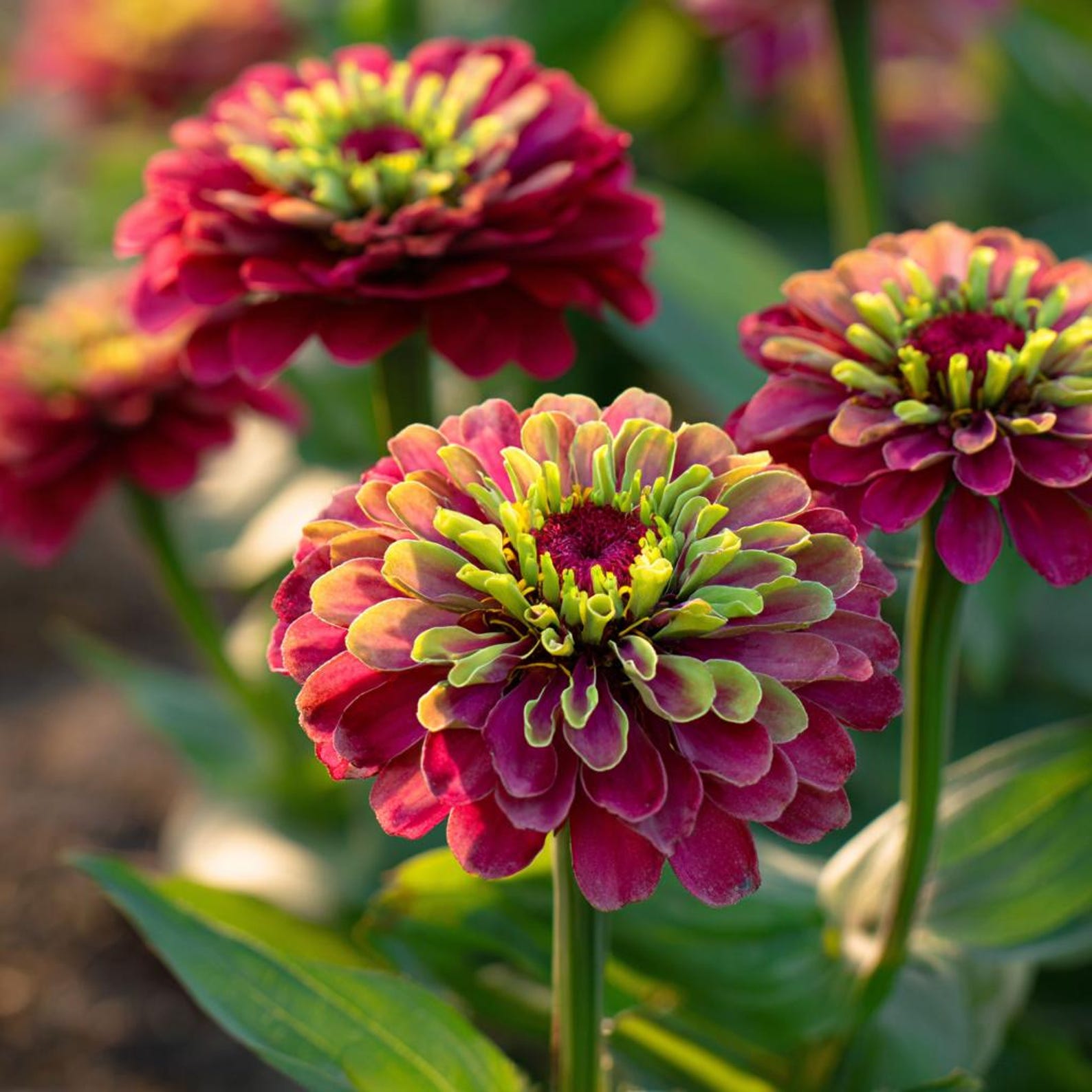 Queen Red Lime Zinnia 10 Seeds | Zinnia Elegans Blooms - Etsy