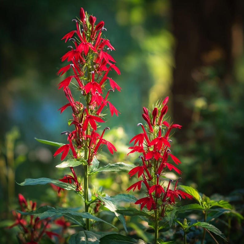 Cardinal Flower Lobelia 250 Seeds | Heirloom Lobelia Cardinalis for ...