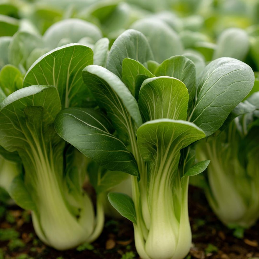 Baby Shanghai Pak Choi Cabbage 150 Seeds – Fast-growing Asian Greens - Etsy