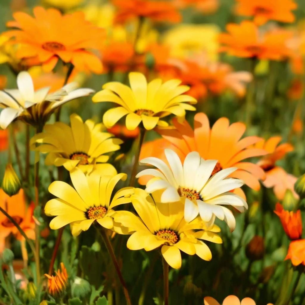 African Daisy 200 Seeds | Dimorphotheca Sinuata – Bright Blooms for ...