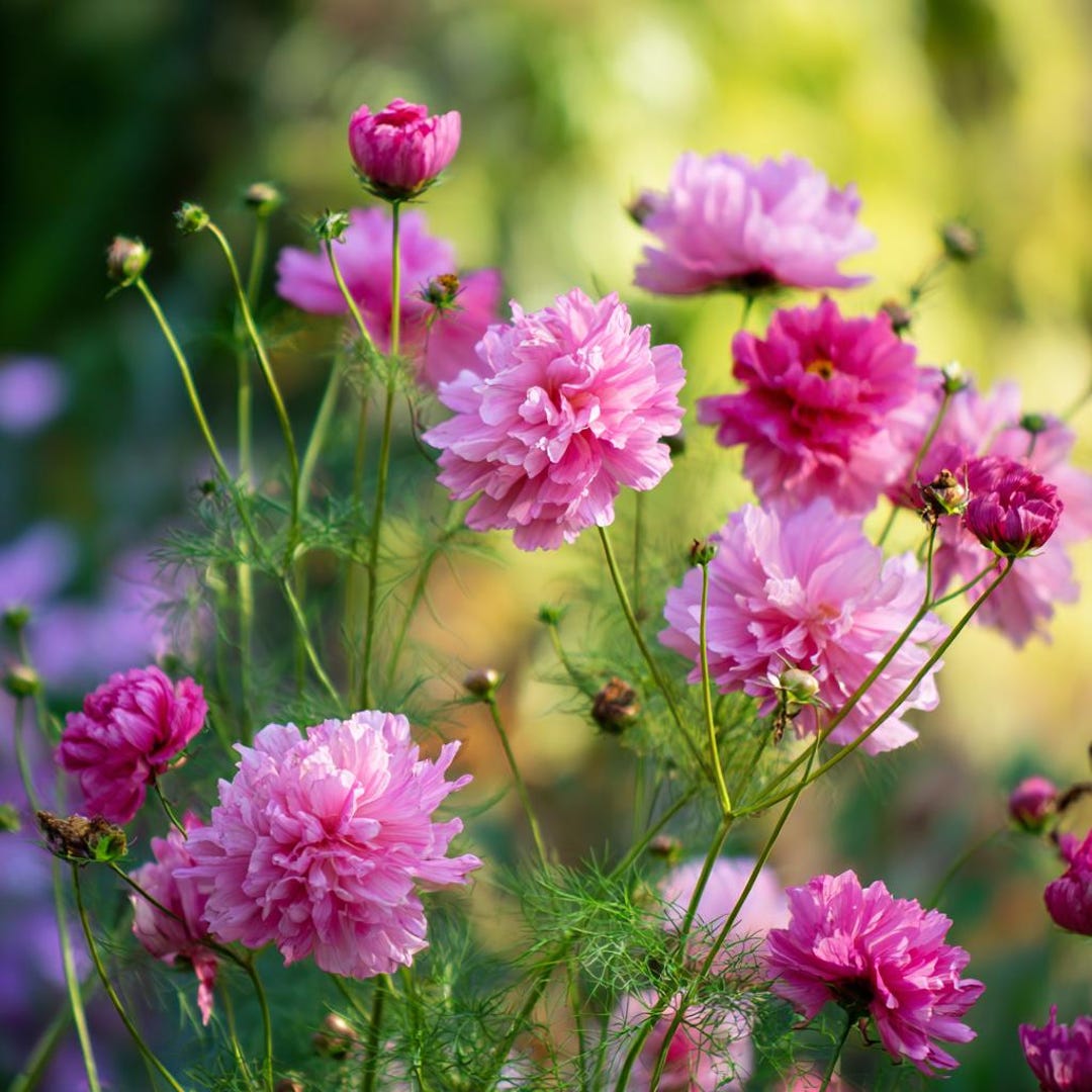 Double Click Rose Bonbon Cosmos 25 Seeds – Rose-pink Blooms - Etsy