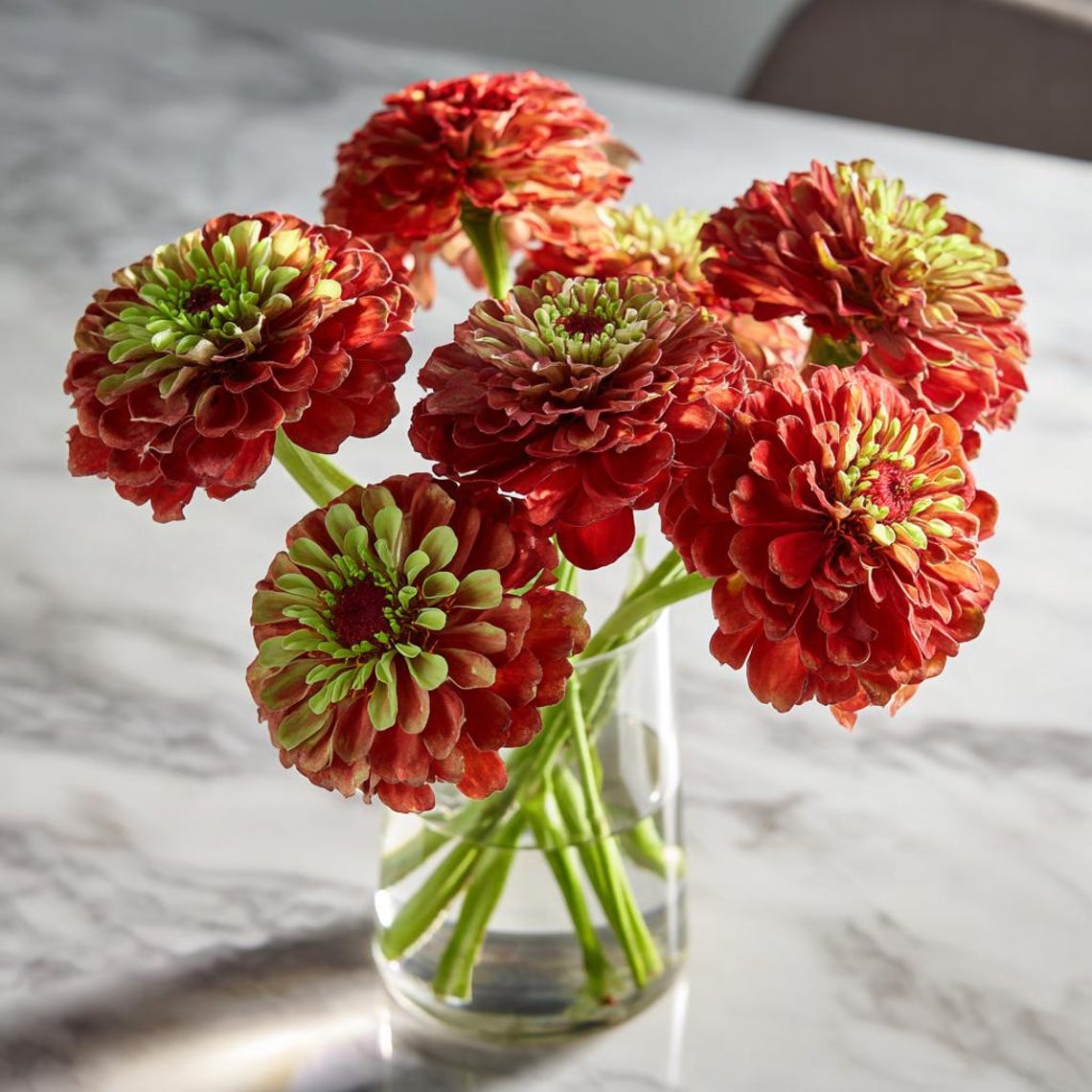 Queen Red Lime Zinnia 10 Seeds | Zinnia Elegans Blooms - Etsy