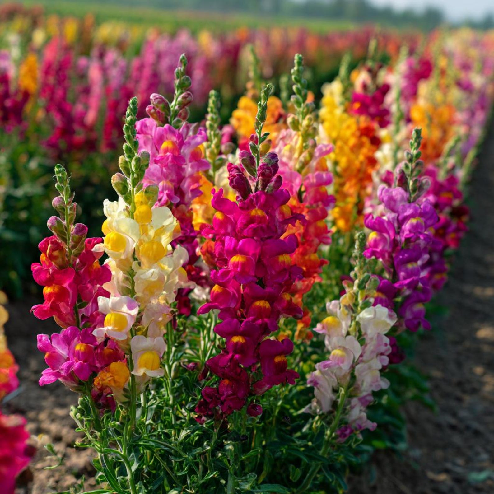 Snapdragon Flower Seeds Mixed Rainbow Color 2000+ Seeds Tall Attract ...