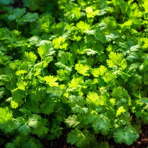 Leisure Coriander Cilantro 70 Seeds | Bolt-resistant Herb for Leaves ...