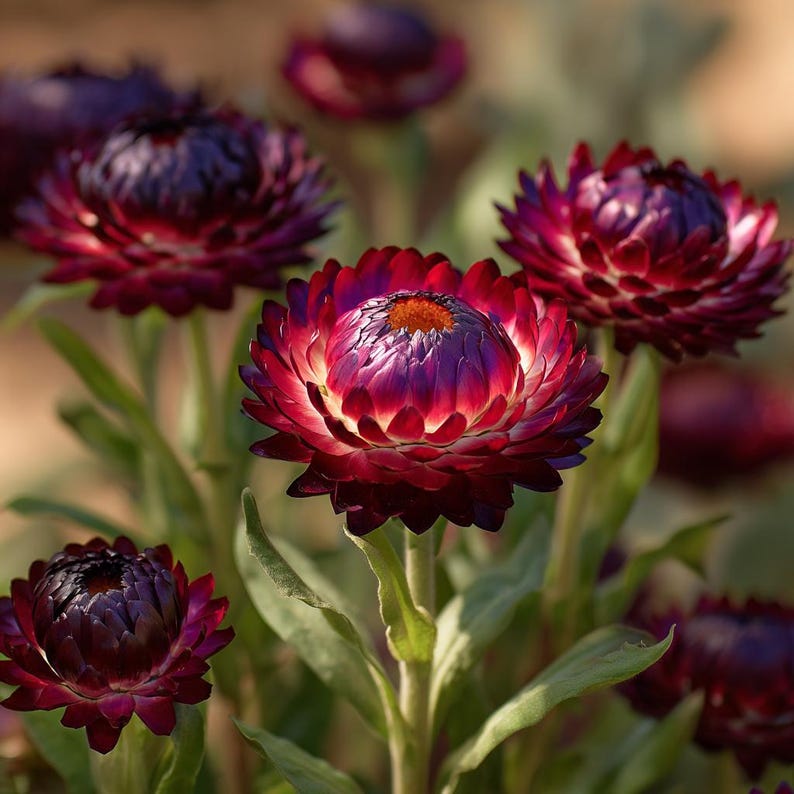 Purple Red Black Strawflower 50 Seeds | Vibrant Long-lasting Blooms - Etsy