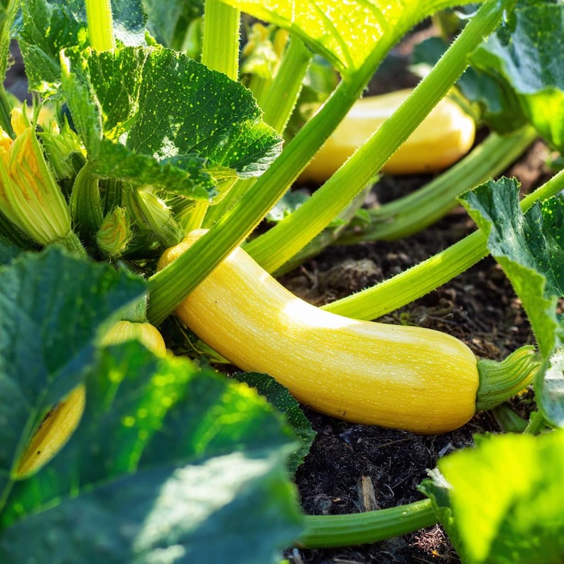 Straightneck Summer Squash 50 Seeds – Heirloom Cucurbita Pepo - Etsy