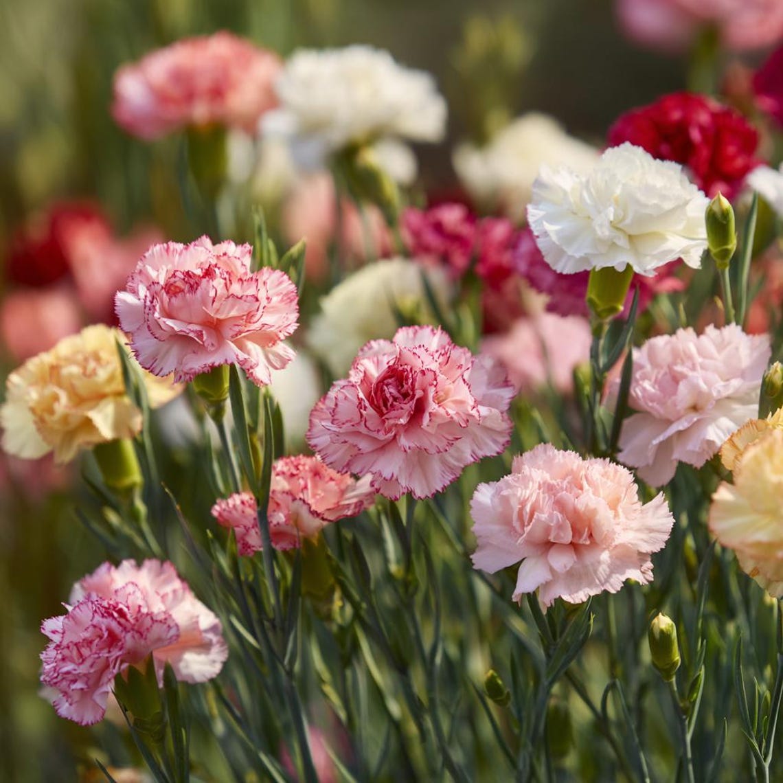 Chabaud Clove Carnation Seeds – Dianthus Caryophyllus 100 Seeds ...