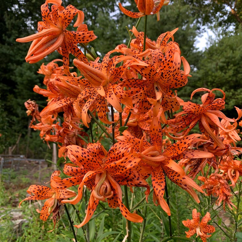 Lily Bulbs - Etsy