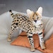 Serval Lifesize Realistic Toy. OOAK Artist Handmade Collectible Animal ...