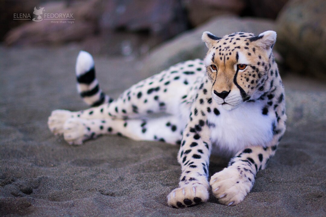 Cheetah Star. Real Size Poseable Realistic Toy. OOAK. Handmade ...