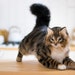 Queen -norwegian Forest Cat - Realistic Life Size Cat. OOAK Artist ...