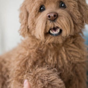 Labradoodle. Real Size Poseable Realistic Toy. OOAK. Handmade ...