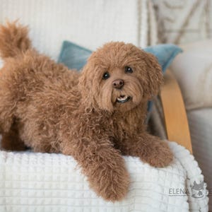 Labradoodle. Real Size Poseable Realistic Toy. OOAK. Handmade ...