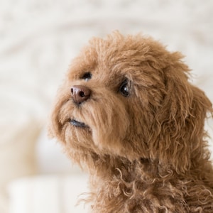 Labradoodle. Real Size Poseable Realistic Toy. OOAK. Handmade ...