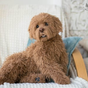 Labradoodle. Real Size Poseable Realistic Toy. OOAK. Handmade ...