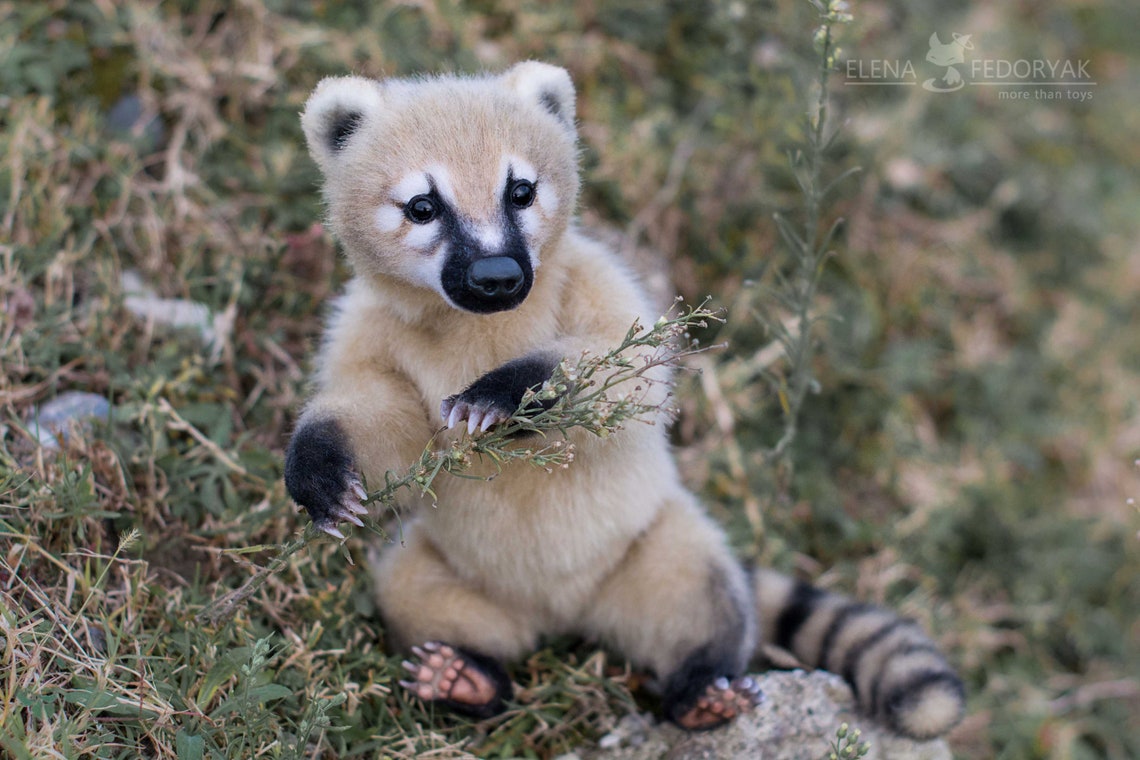 Baby Coati Realistic Poseable Toy MADE to ORDER - Etsy