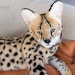 Serval Lifesize Realistic Toy. OOAK Artist Handmade - Etsy