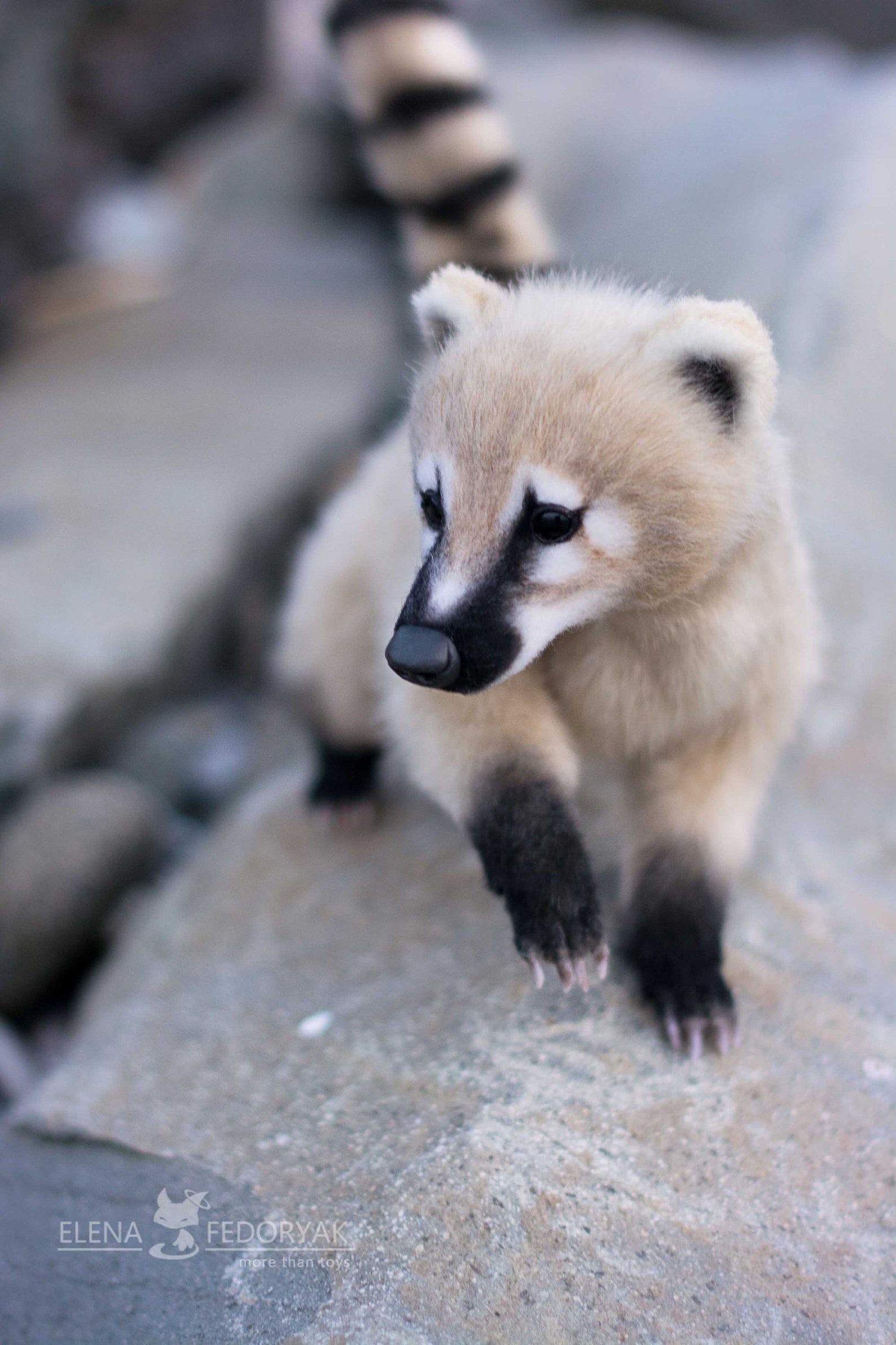 Baby Coati Realistic Poseable Toy MADE to ORDER - Etsy