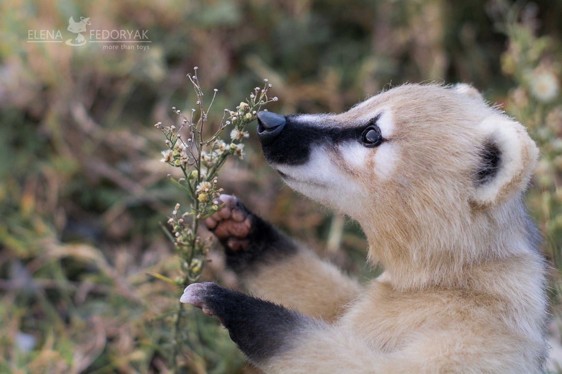 Baby Coati Realistic Poseable Toy MADE to ORDER - Etsy