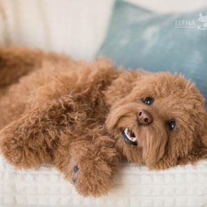 Labradoodle. Real Size Poseable Realistic Toy. OOAK. Handmade ...