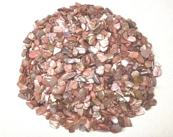 Bulk seashells | Etsy