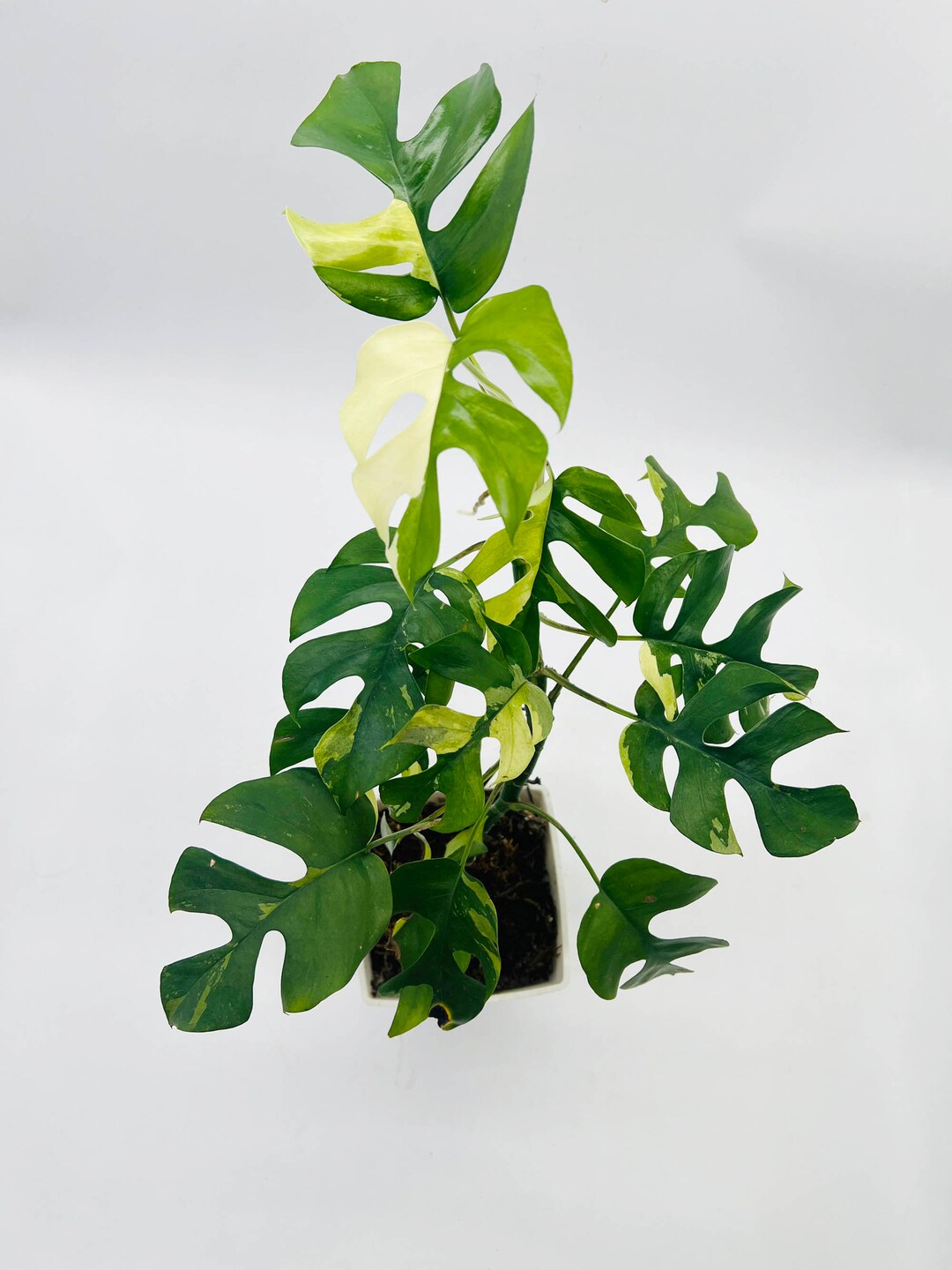 Rhaphidophora Tetrasperma Variegated Mini Monstera Ginny Variegated ...