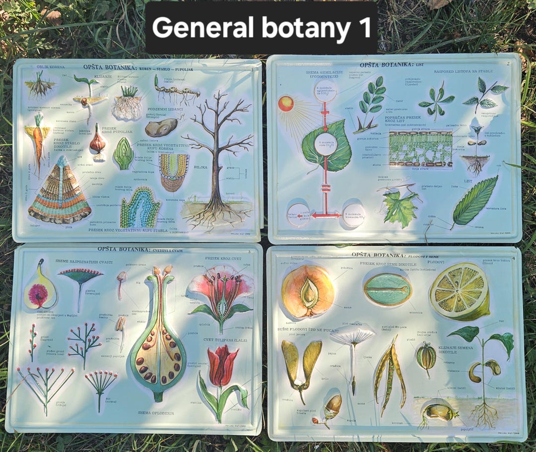 1960s Medical Anatomy 3D Charts: Vintage Biology Visual Aids - Etsy ...