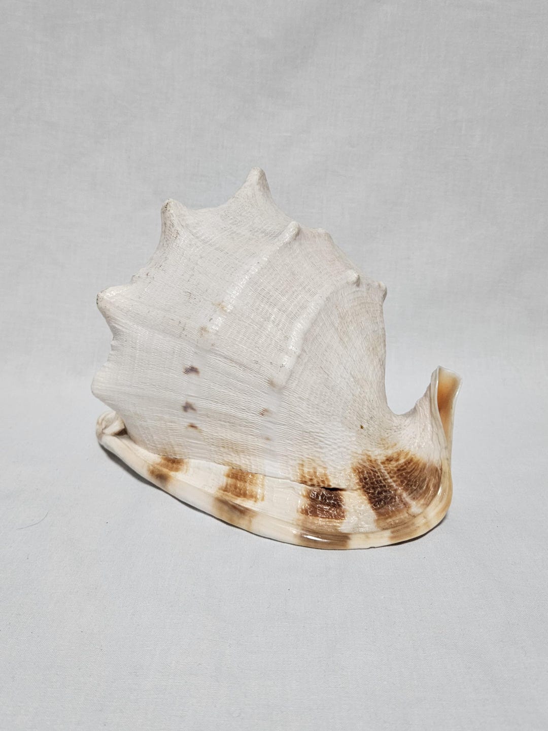 Rare Giant Cassis Cornuta Seashell – Horned Helmet Cowrie for Coastal ...