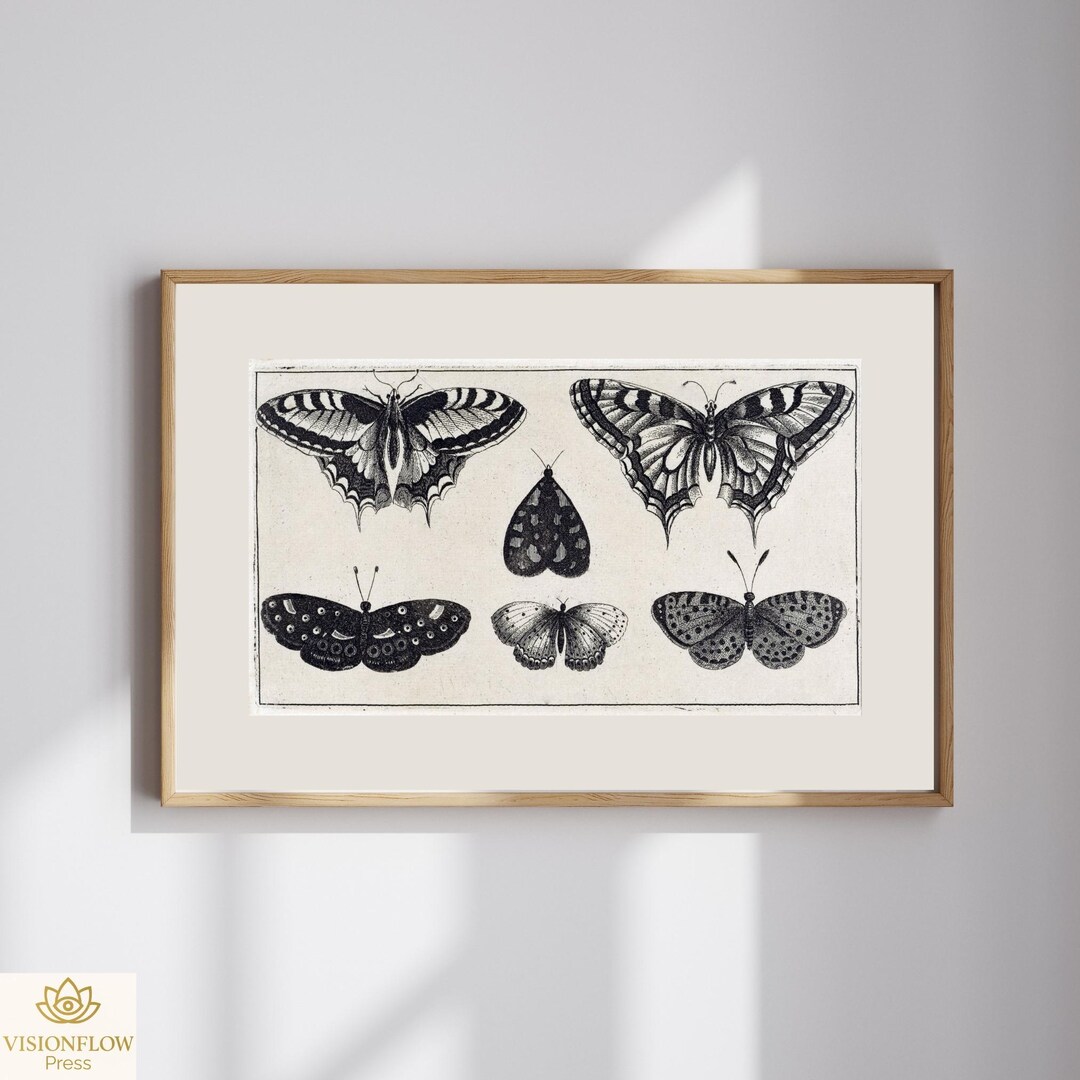 Vintage Butterfly Illustration | Scientific Butterfly Diagram ...