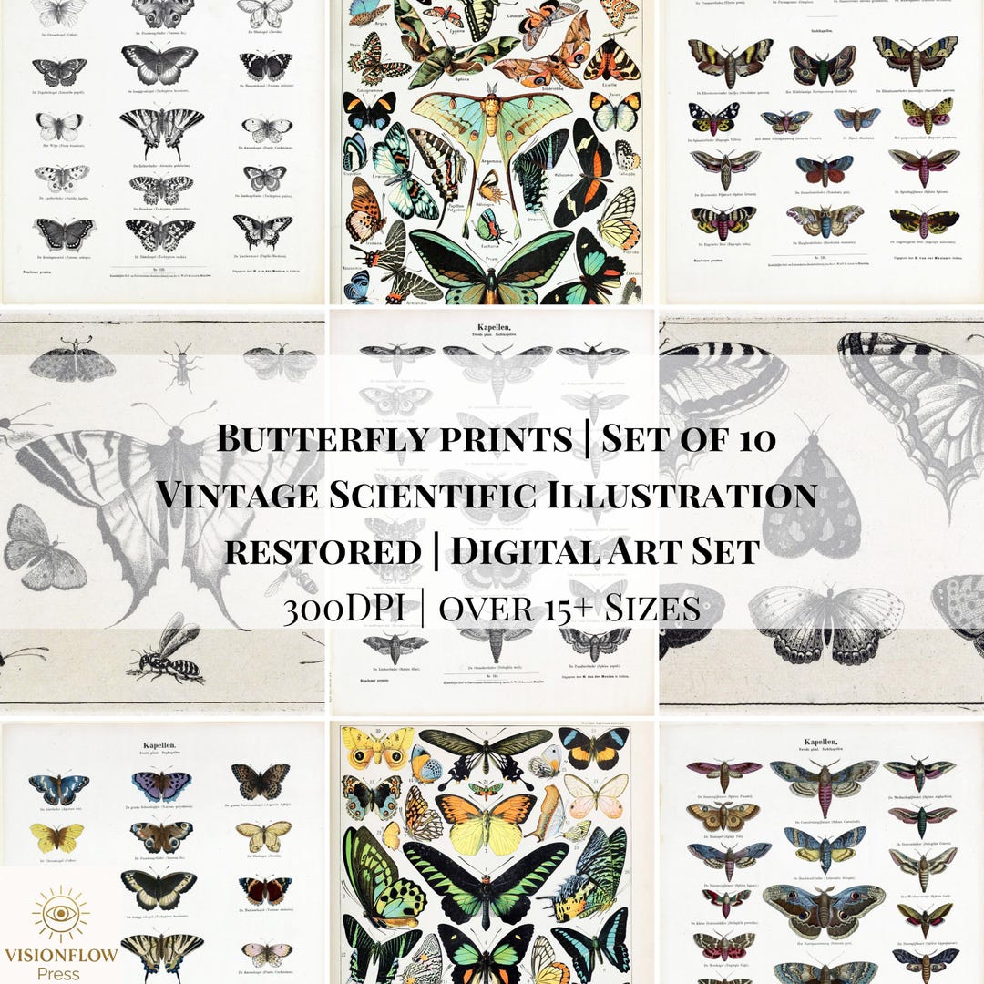 Set of 10 | Vintage Butterfly Prints | Scientific Butterfly Diagrams ...
