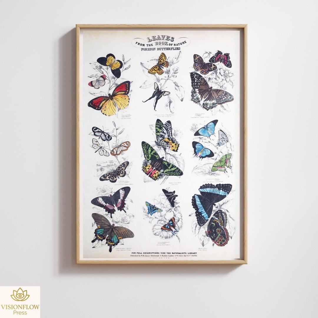 Colorful Vintage Butterfly Print | Book Leaf | Restored & 300DPI ...