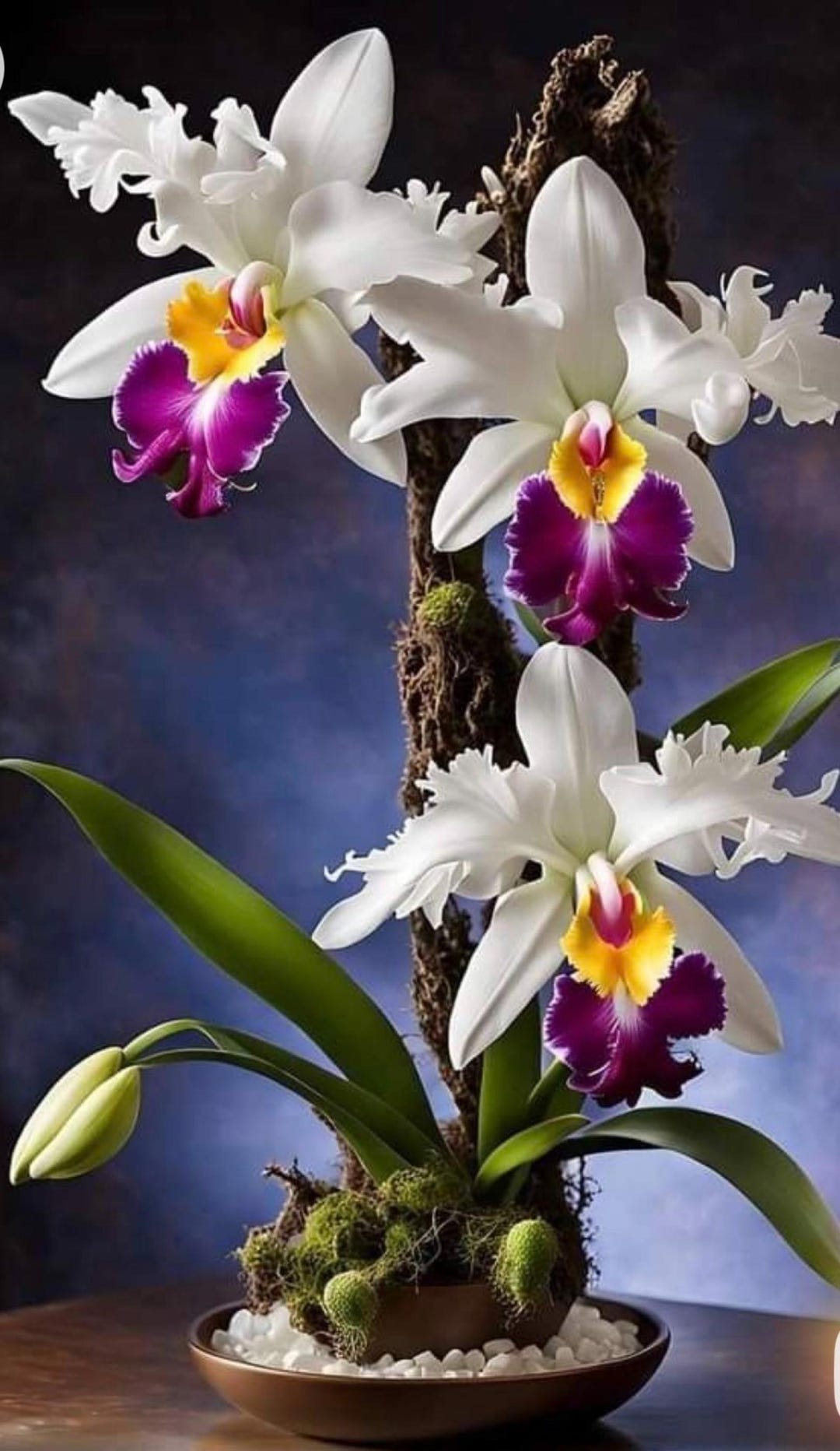 Cattleya Orchid Plant – 2 Stem Bare Root – Pick Your Color – One ...