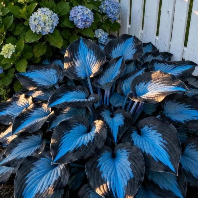Midnight Blue Hosta - Etsy
