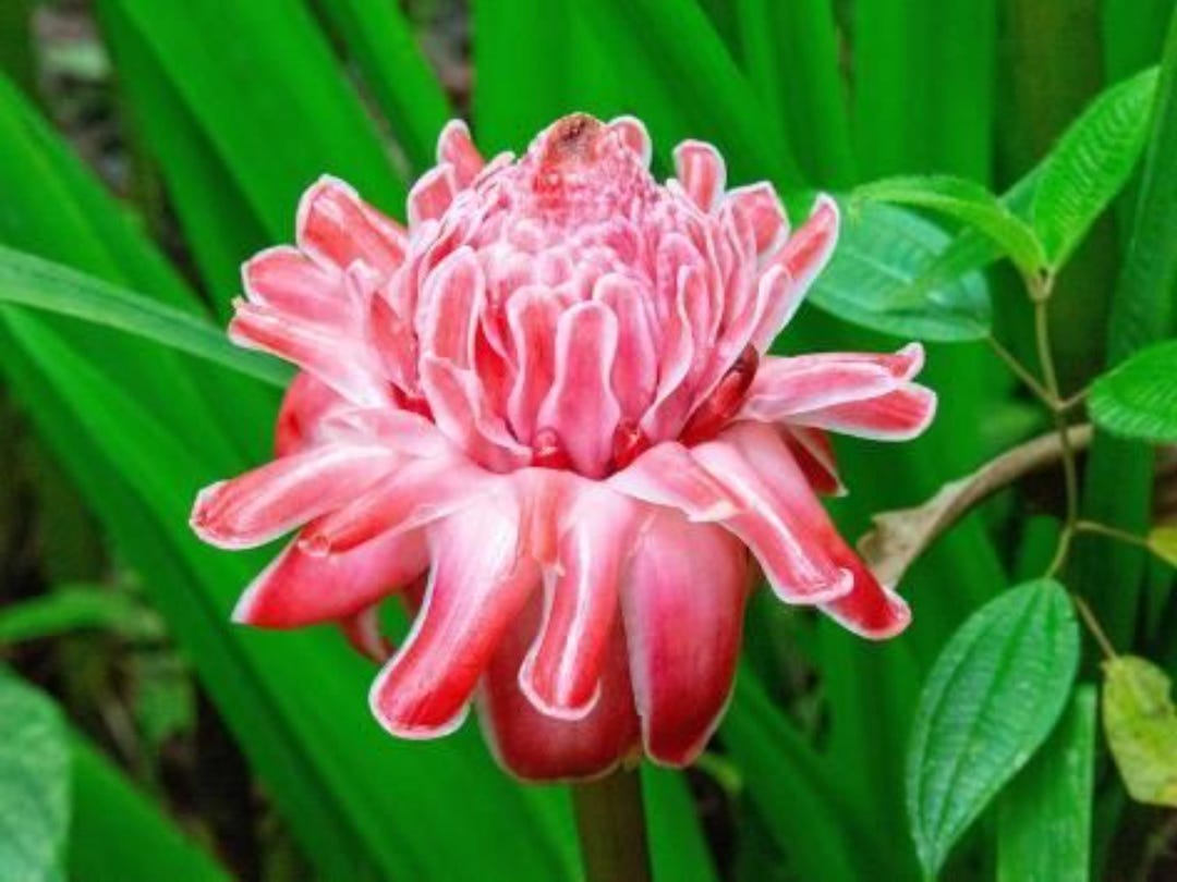 Etlingera Elatior Pink Torch Ginger Seeds | Wax Flower Combrang | 20 ...