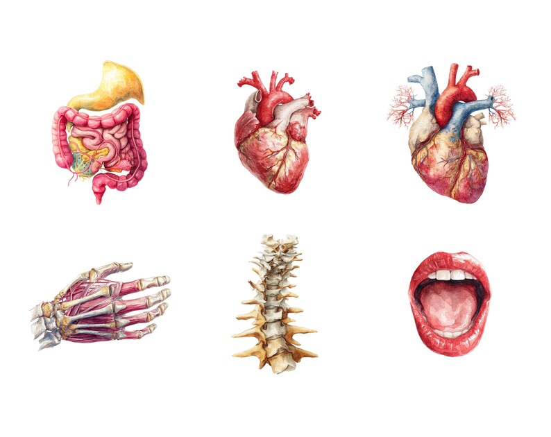 Watercolor Human Anatomy Clipart: Organs, Skeleton, Skull (digital ...