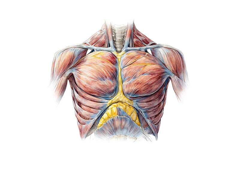 Watercolor Human Anatomy Clipart: Organs, Skeleton, Skull (digital ...