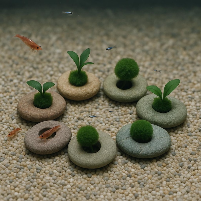 Natural River Stone Aquarium Plant Holder – Handmade Drilled Pebble Rock | Fish Tank Cave ...