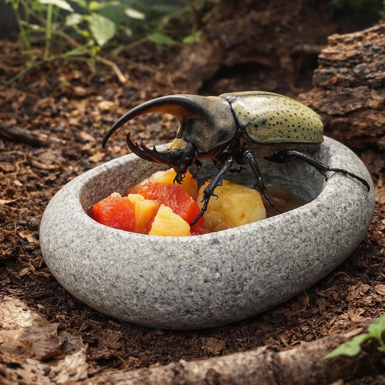 Hercules Beetle Feeding Bowl | Stag Beetle Stone Dish | Natural Food ...