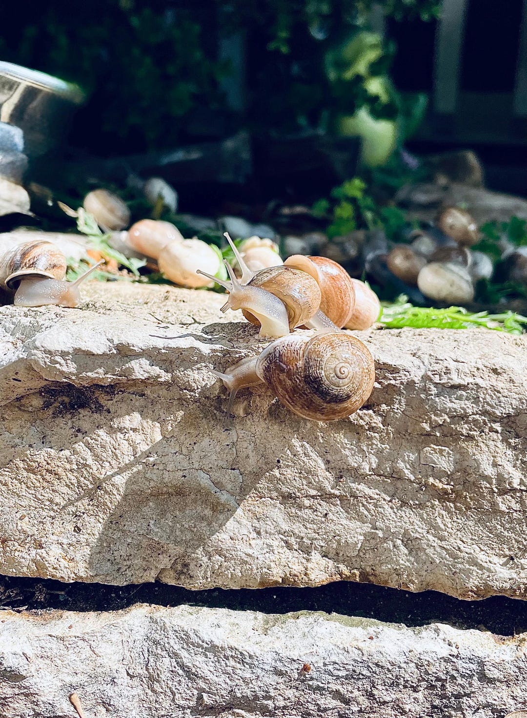 Charming Photo of Snails Figuring Out How to Climb Down a Rock - Etsy