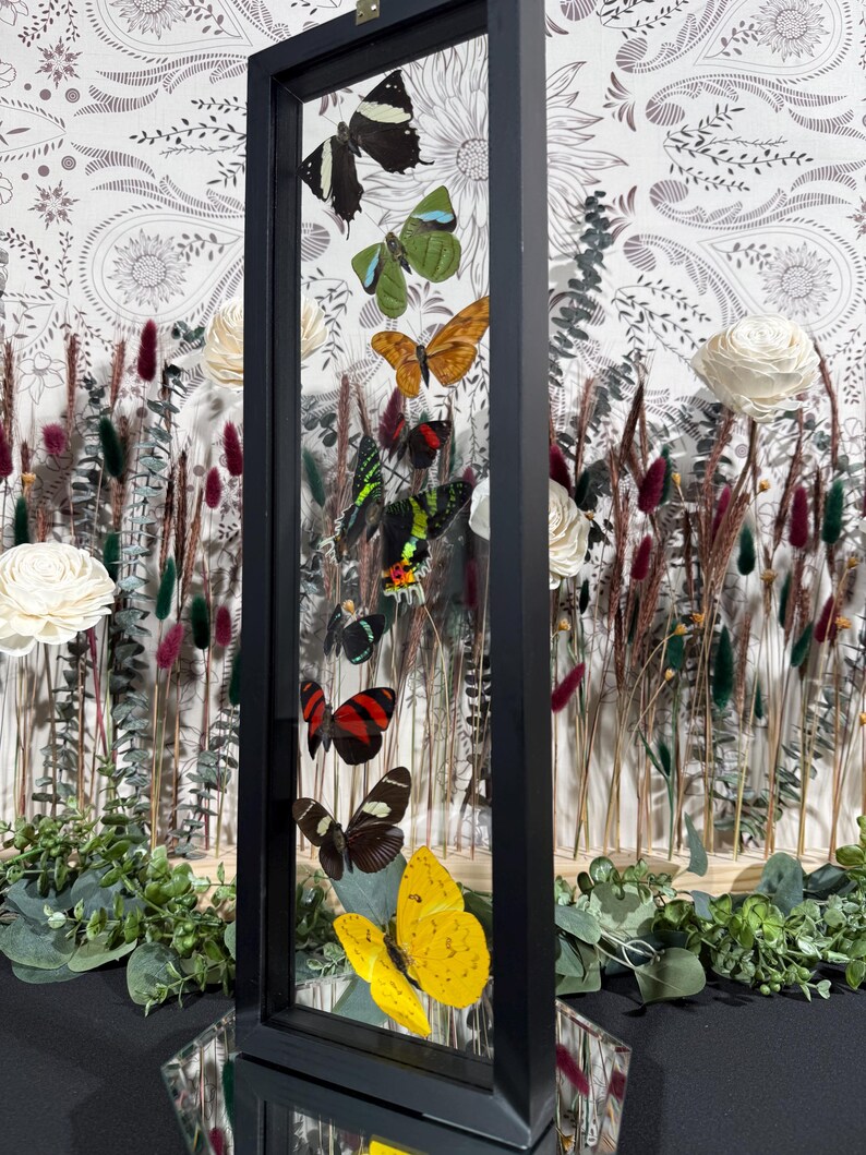9 Butterfly Display Frame | Double Sided Glass Frame | Real Butterfly ...
