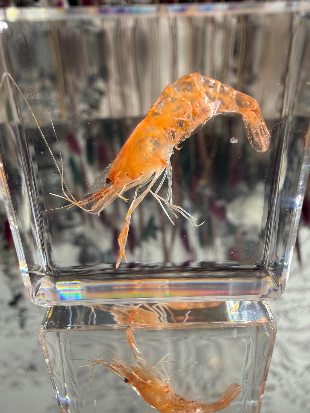 Tiny Shrimp Resin Specimen Cube | Aquatic Oddities | Real Sea Life ...