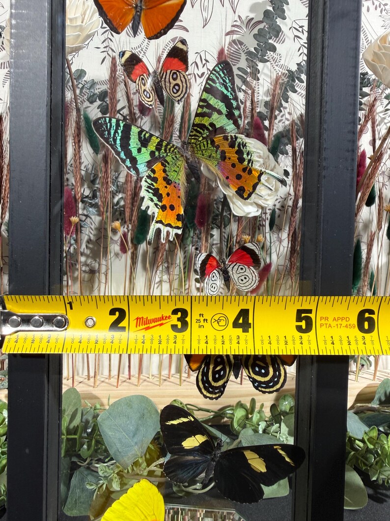 9 Butterfly Display Frame | Double Sided Glass Frame | Real Butterfly ...