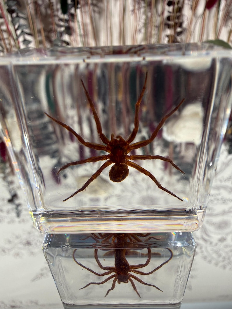 Wolf Spider Resin Specimen Cube | Insect Oddities | Real Arachnid ...