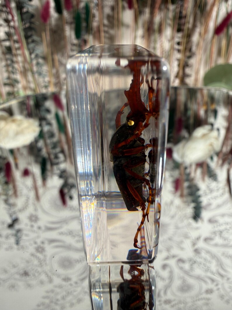Resin Encased Antler Horned Beetle | Insect Specimen Display - Etsy