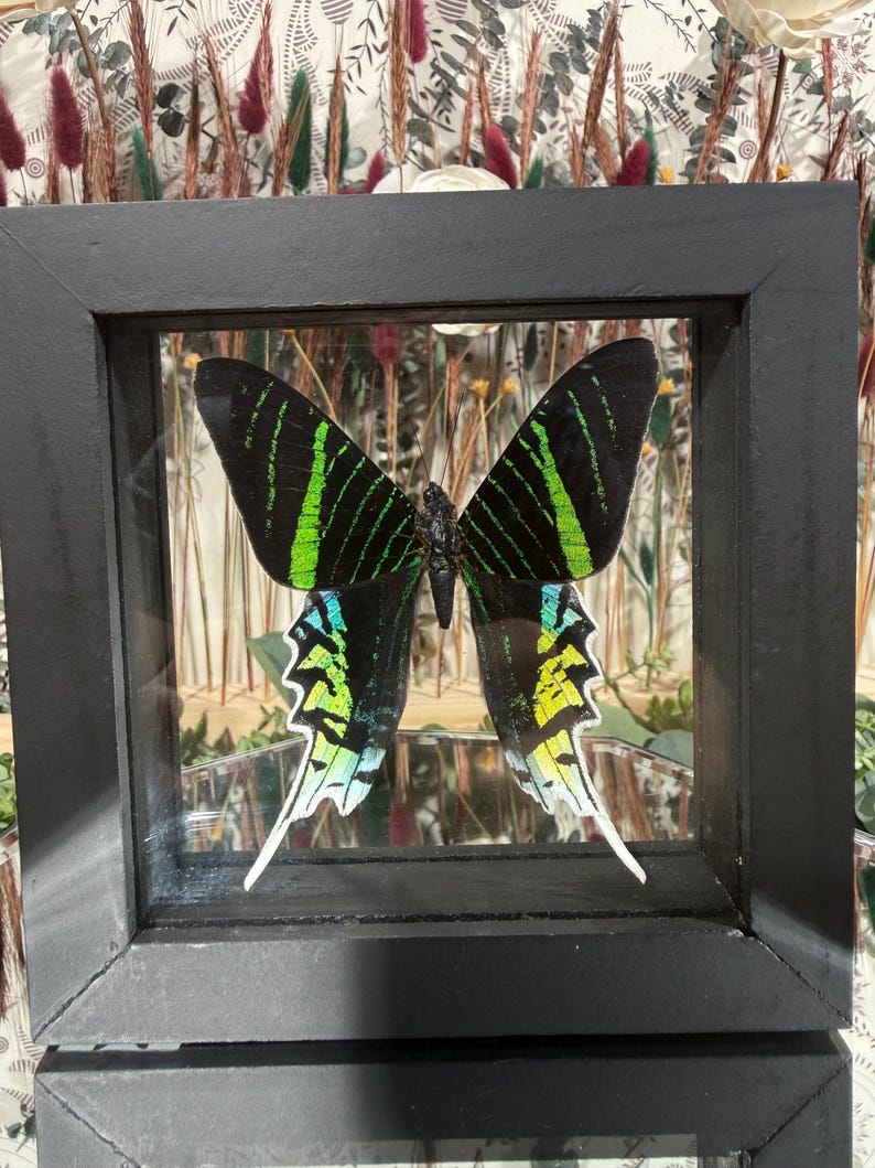 Authentic Real Butterfly in Frame | Natural Specimen Wall Art ...