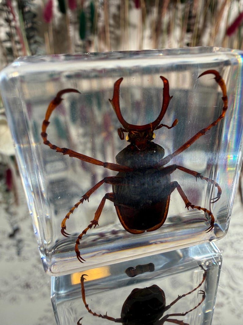 Resin Encased Antler Horned Beetle | Insect Specimen Display - Etsy