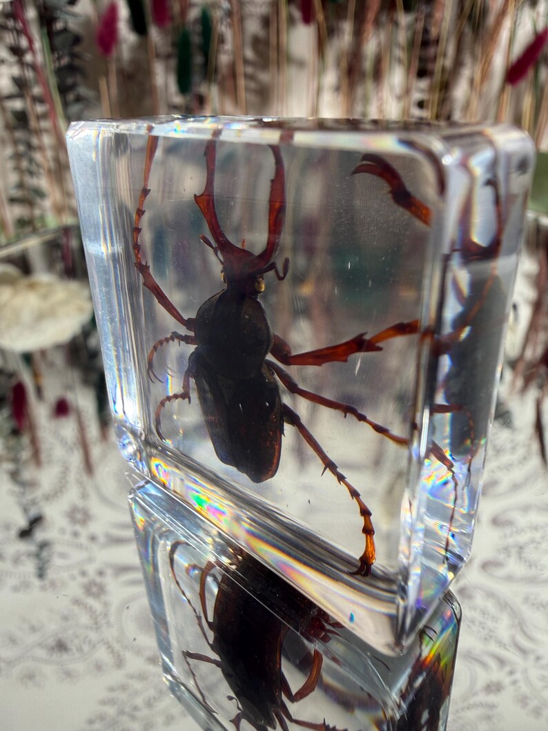 Resin Encased Antler Horned Beetle | Insect Specimen Display - Etsy